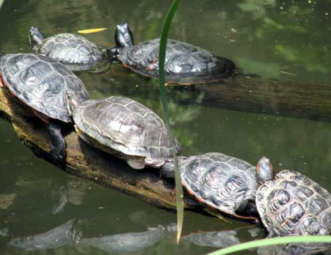 Turtle Wisdom Turtle is the oldest symbol for Mother Earth....