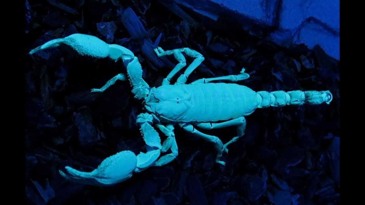 SCORPION MEDICINE the sting of Transformation @ Doowans